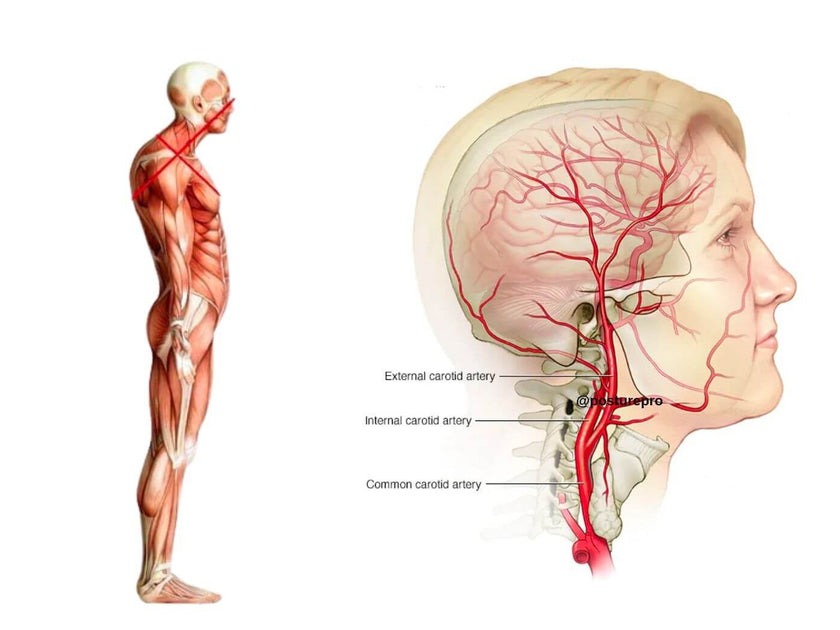 The Proper Way To Mew: Beginner Guide for Tongue Posture – Posturepro