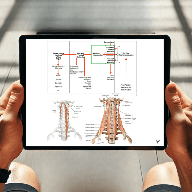 Jaw And Body Connection – Posturepro