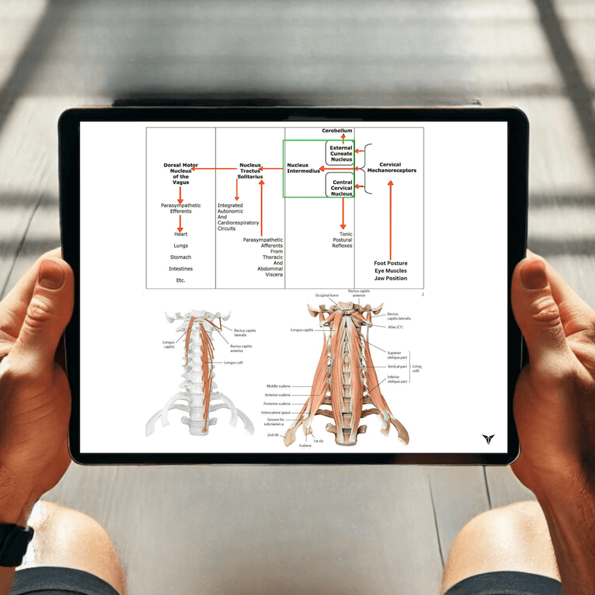 Jaw And Body Connection – Posturepro